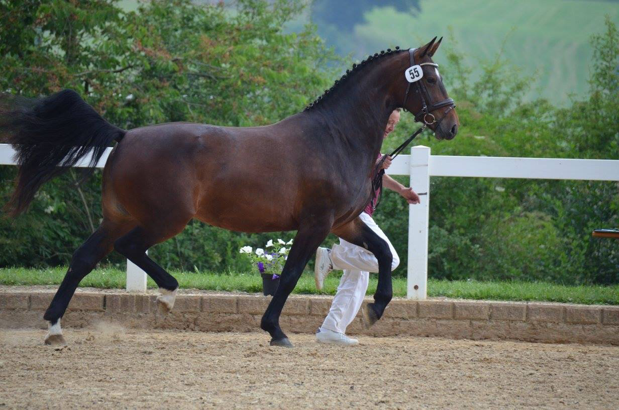 Choisir son reproducteur – OK Eleveur