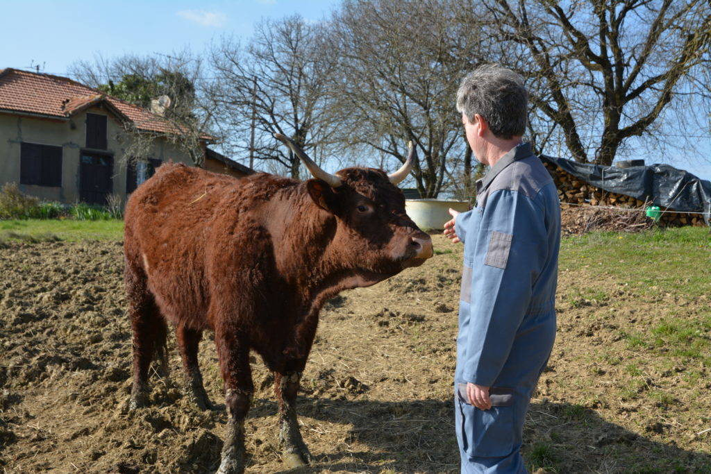 Améliorer la contention animale – OK Eleveur