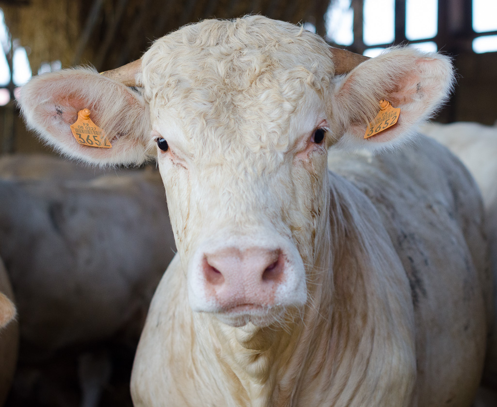 Plateforme collaborative des éleveurs