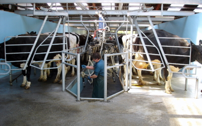 Choisir mon système de traite – OK Eleveur