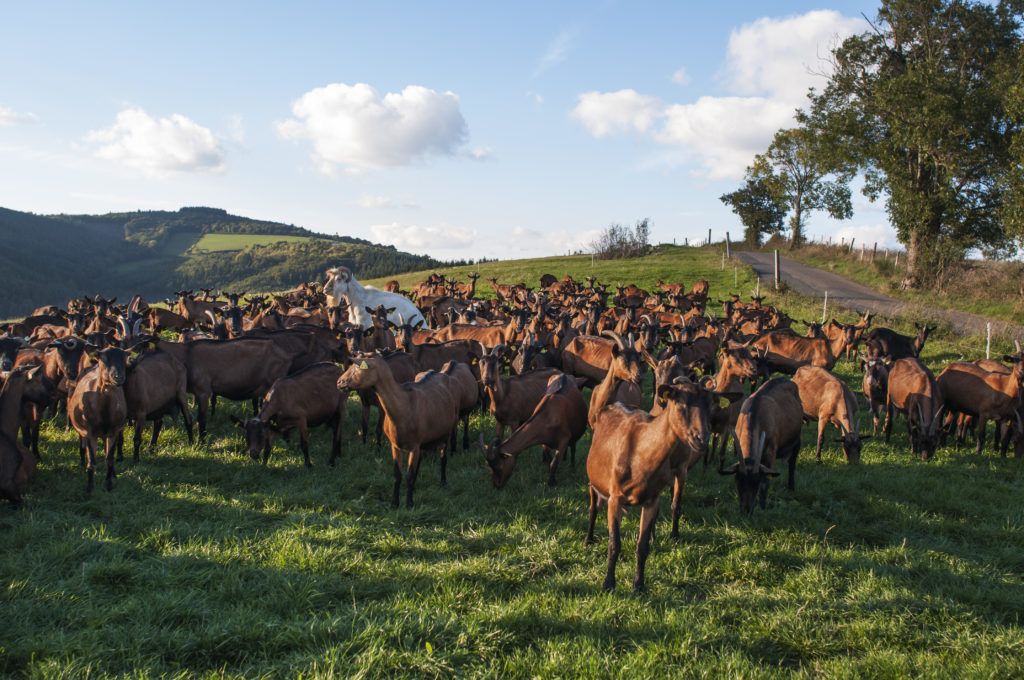Choisir ses boucs – OK Eleveur