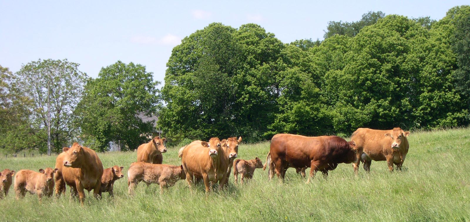 Filière bovin viande – OK Eleveur